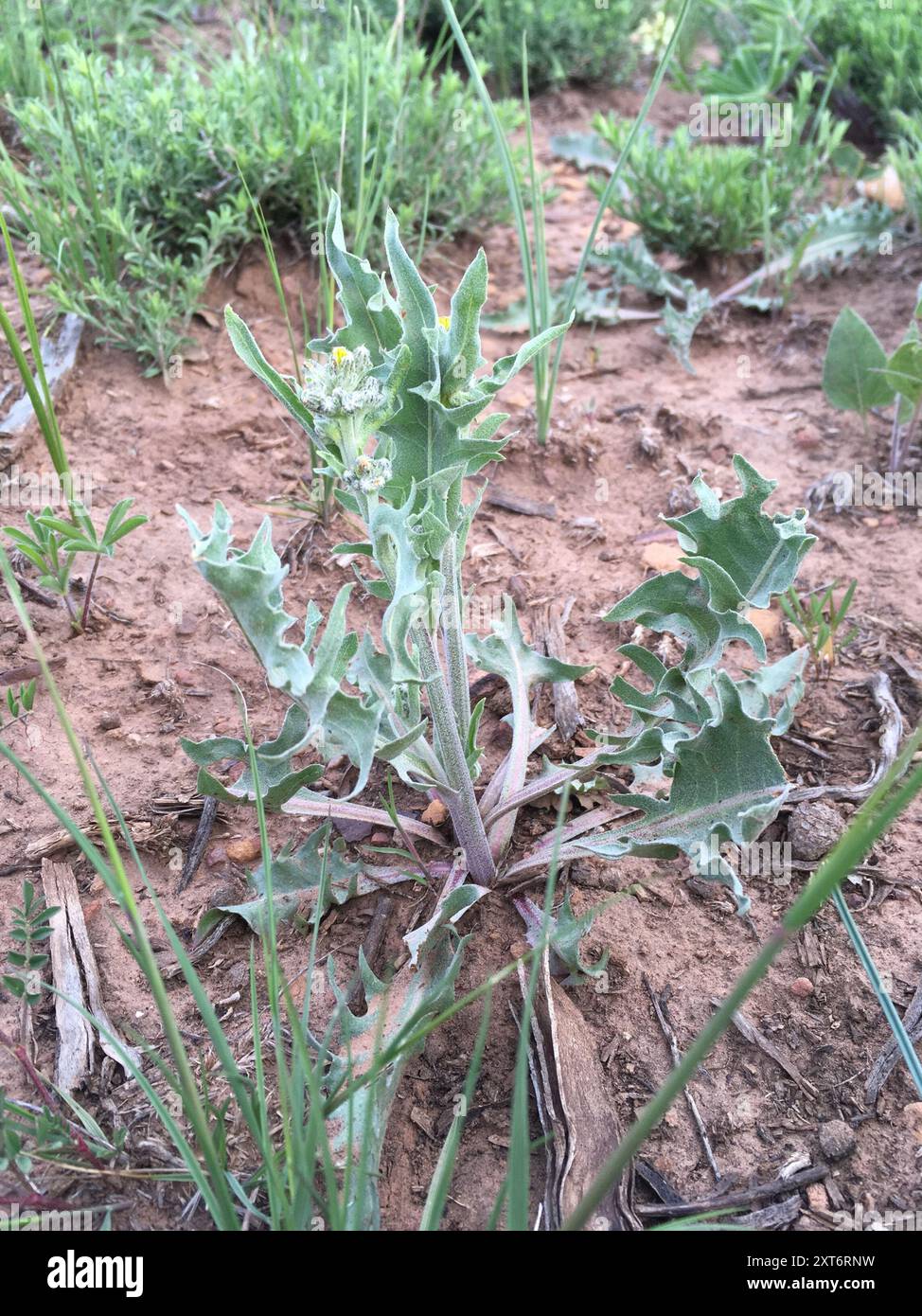 Modoc Hawksbeard (Crepis modocensis) Plantae Stock Photo - Alamy