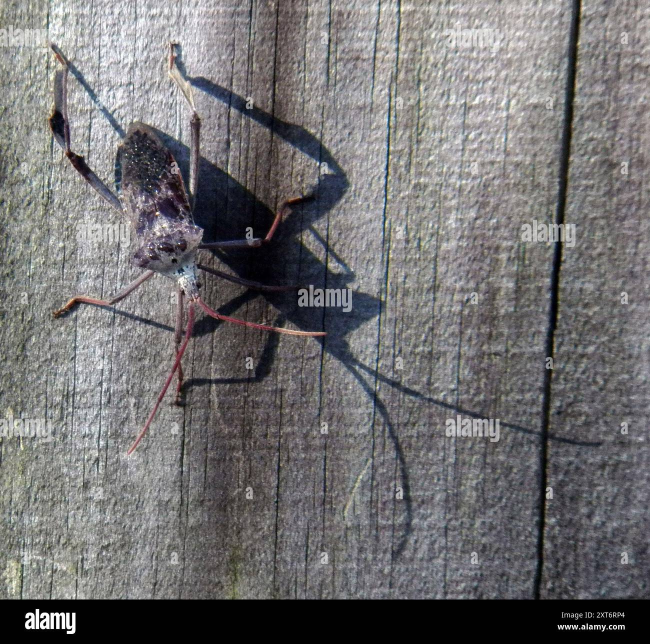 Spine-headed Bugs (Acanthocephala) Insecta Stock Photo - Alamy