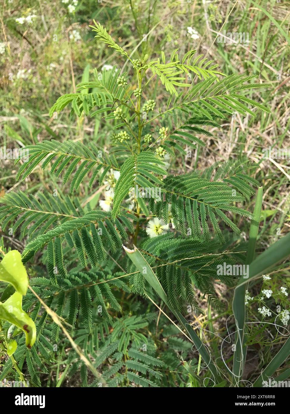 prairie acacia (Acaciella angustissima) Plantae Stock Photo - Alamy