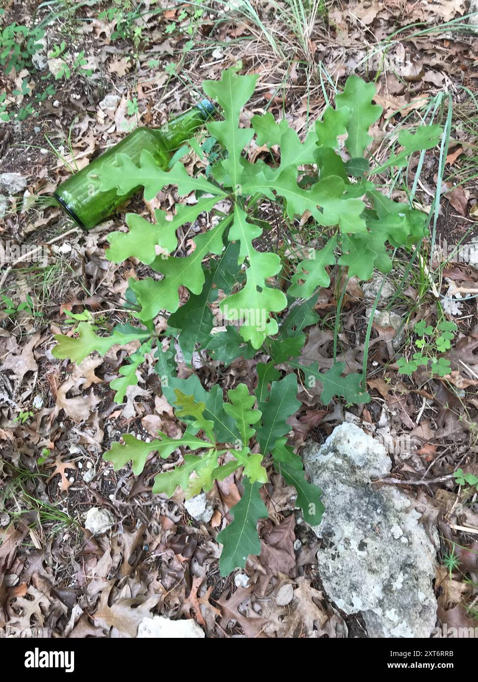 bastard oak (Quercus sinuata) Plantae Stock Photo - Alamy