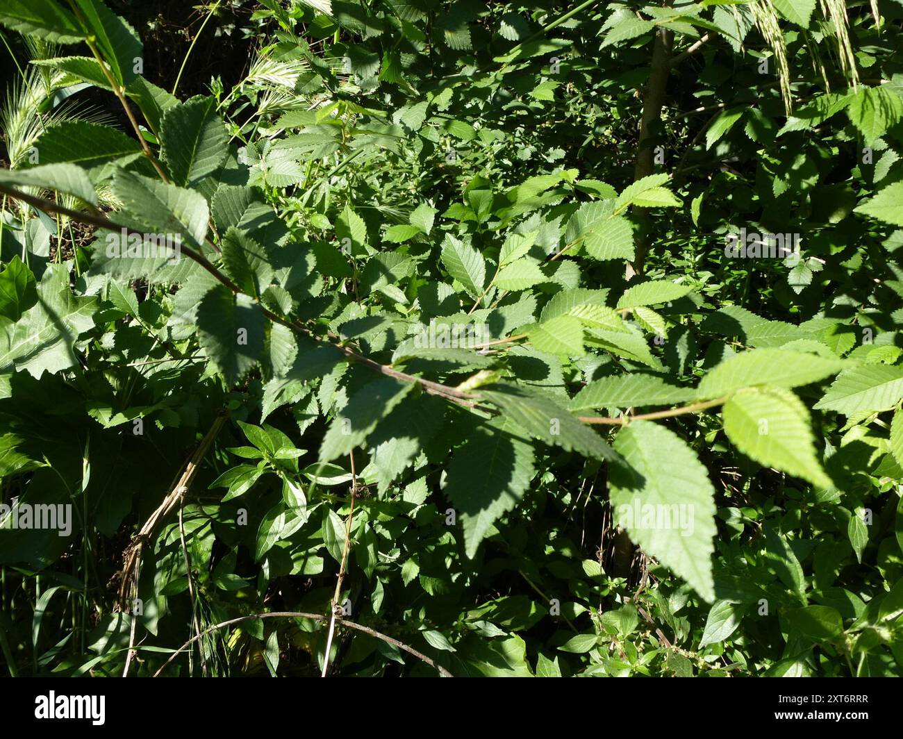 Siberian elm (Ulmus pumila) Plantae Stock Photo - Alamy