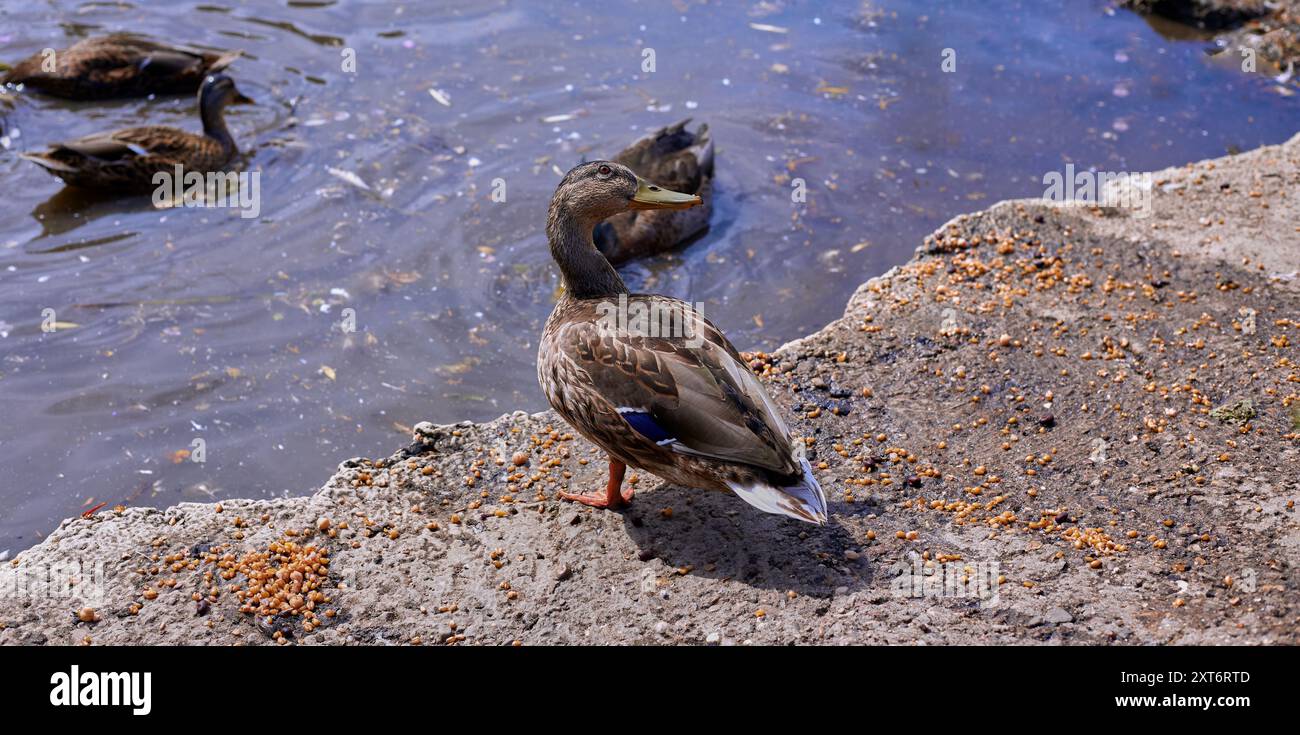 Female mallard duck stood on waters edge with its neck tilted looking ...