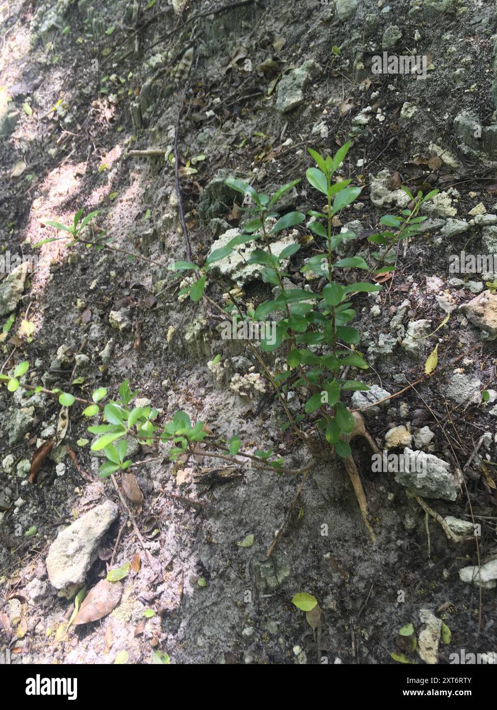 White Indigoberry (Randia aculeata) Plantae Stock Photo - Alamy