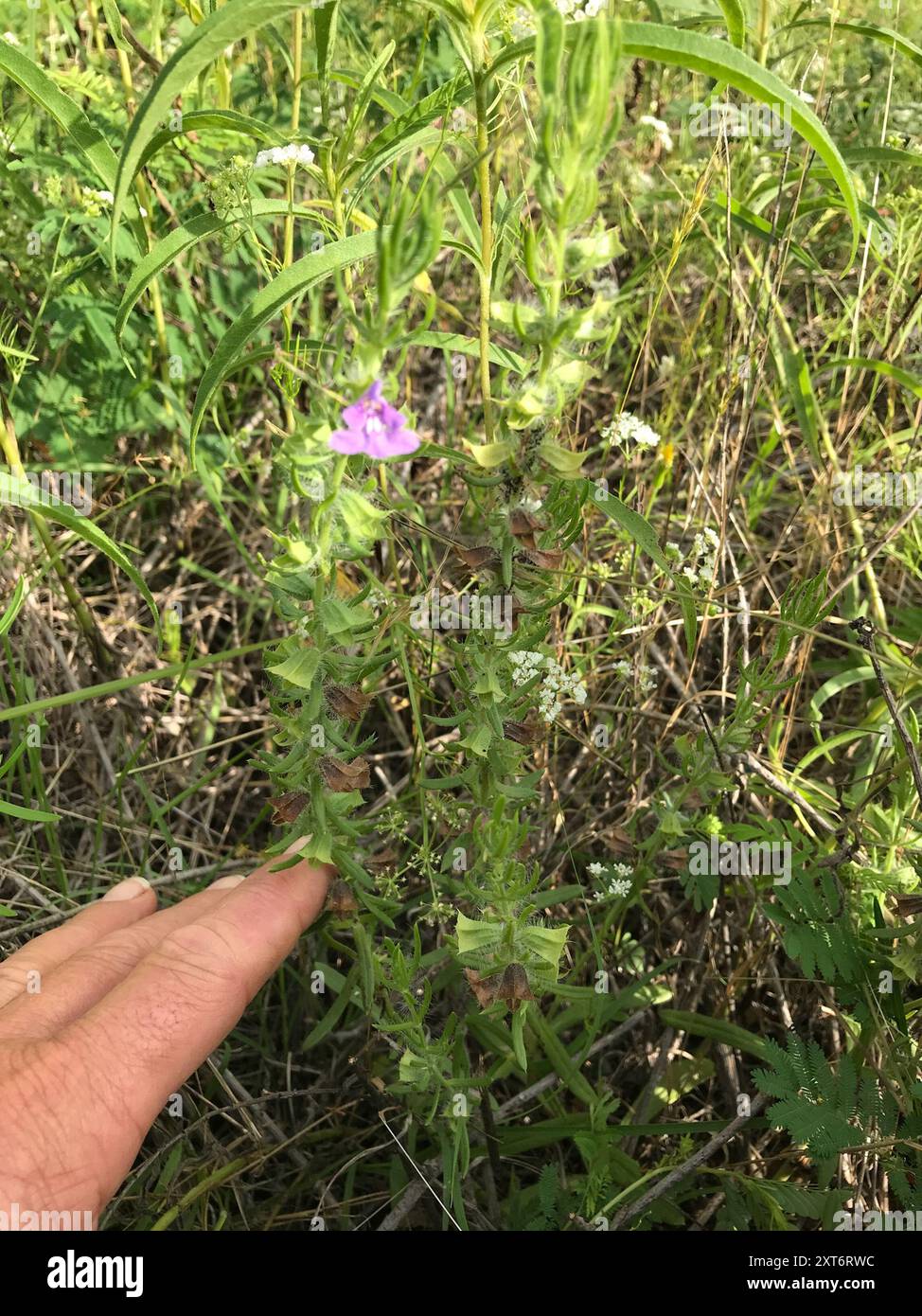 Texas Sage (Salvia texana) Plantae Stock Photo - Alamy