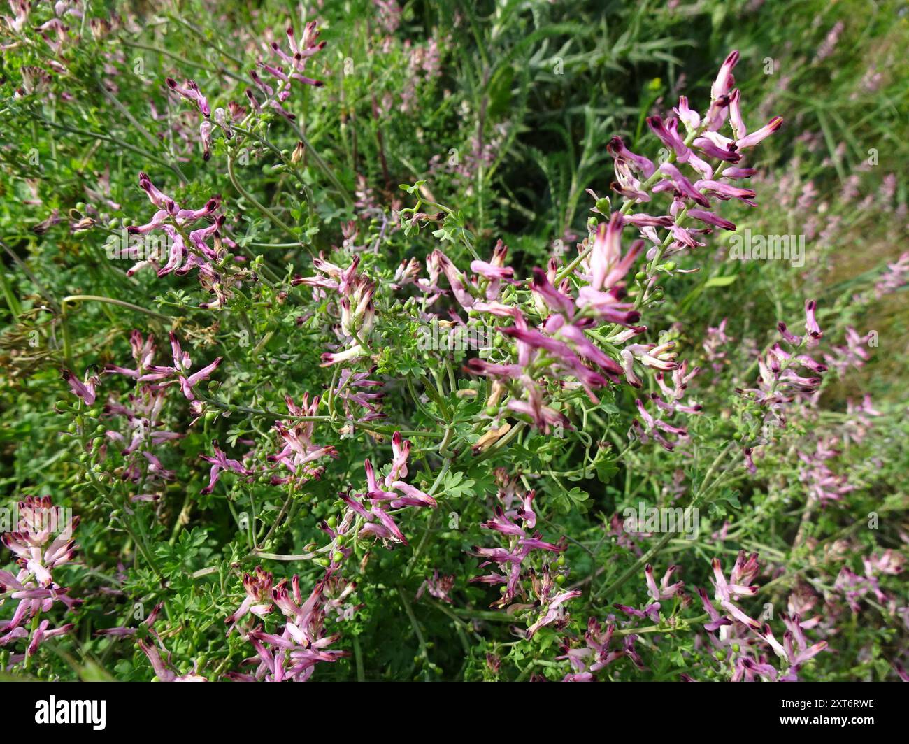Common Fumitory (Fumaria officinalis) Plantae Stock Photo - Alamy