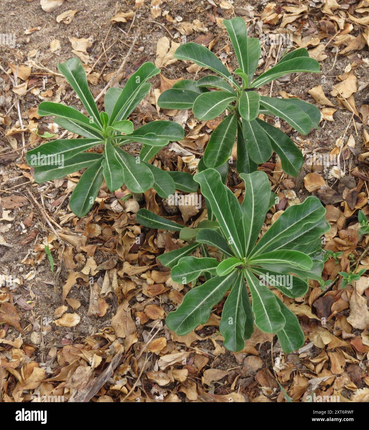 dicots (Magnoliopsida) Plantae Stock Photo - Alamy