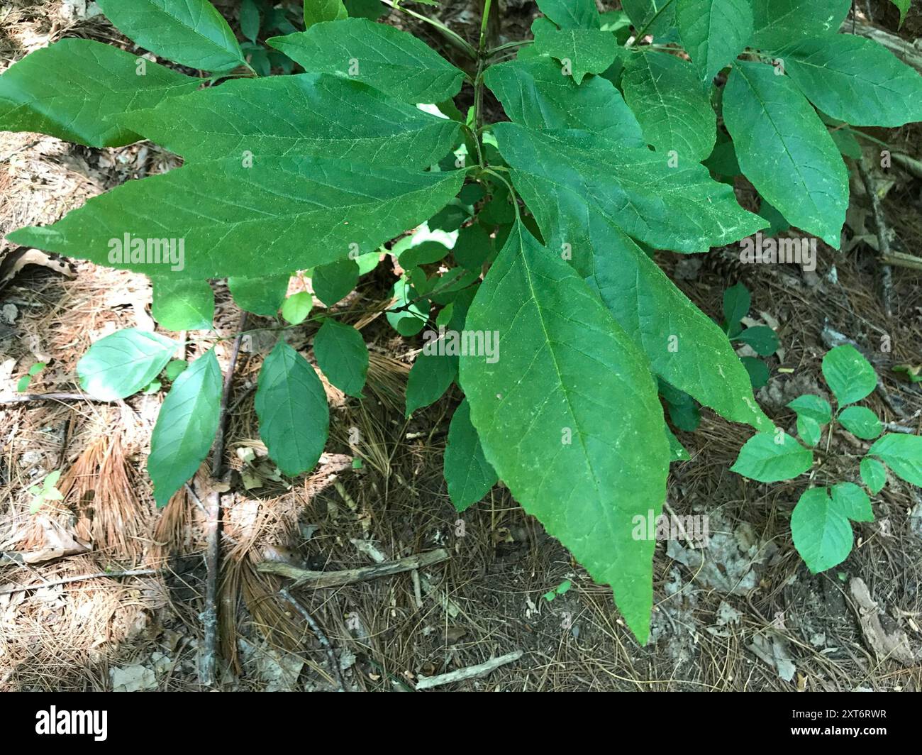 plants (Plantae) Plantae Stock Photo - Alamy