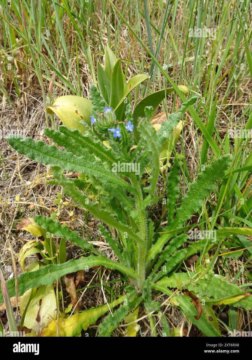 small bugloss (Anchusa arvensis) Plantae Stock Photo - Alamy