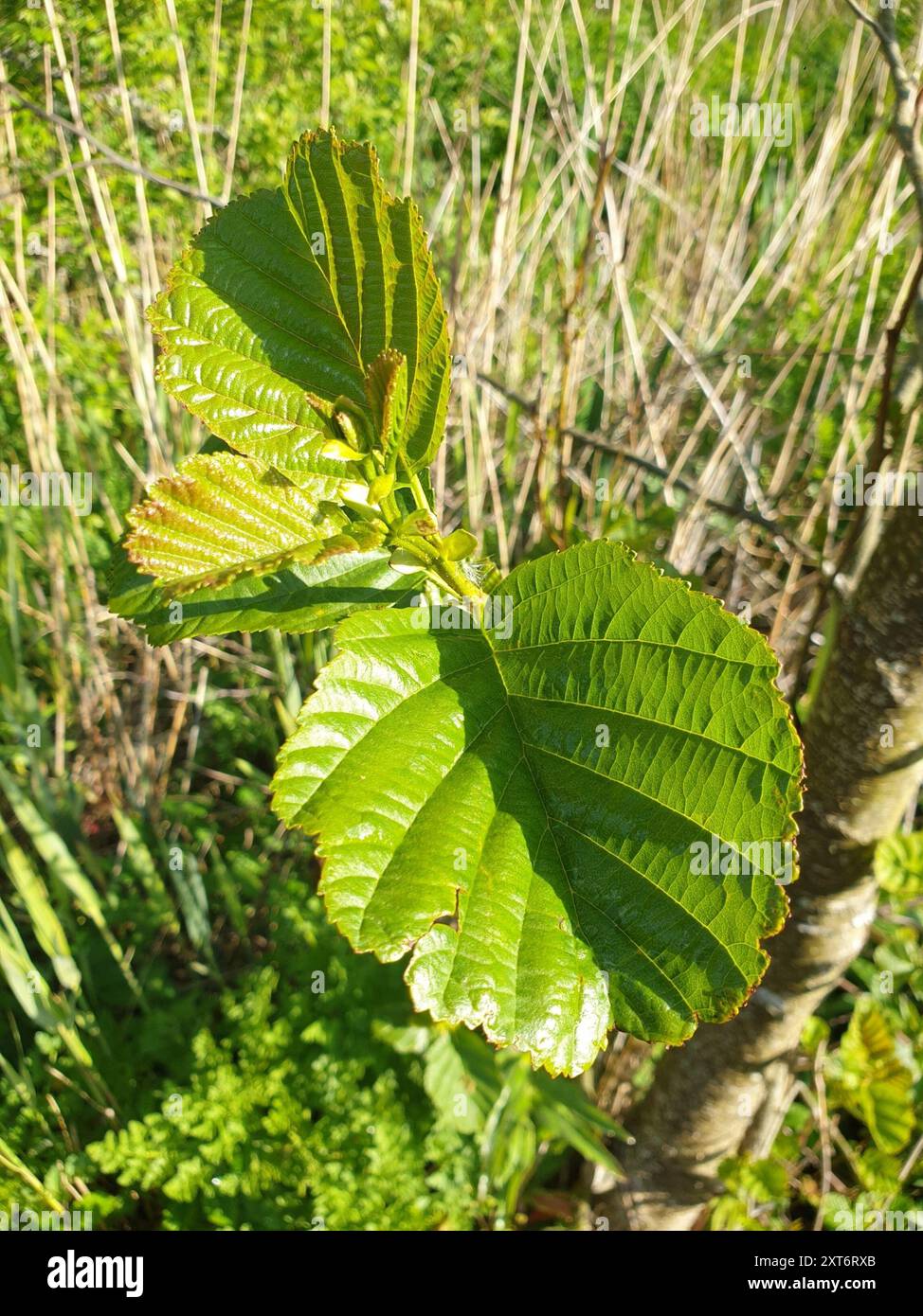 common alder (Alnus glutinosa) Plantae Stock Photo - Alamy