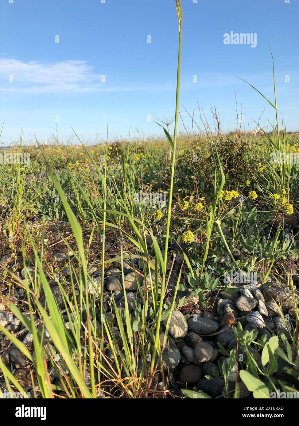 grasses (Poaceae) Plantae Stock Photo - Alamy