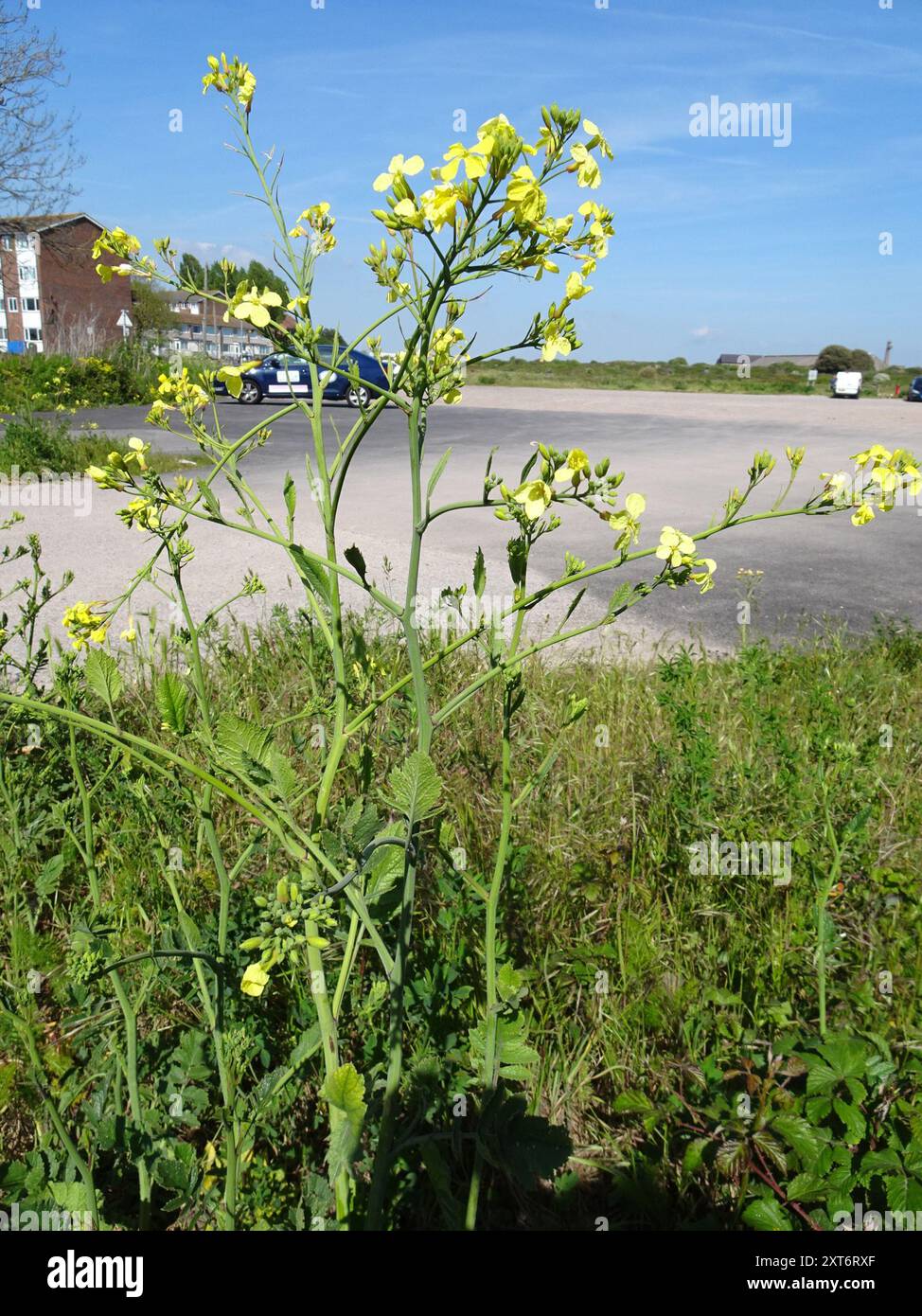 Mediterranean Radish (Raphanus raphanistrum landra) Plantae Stock Photo ...