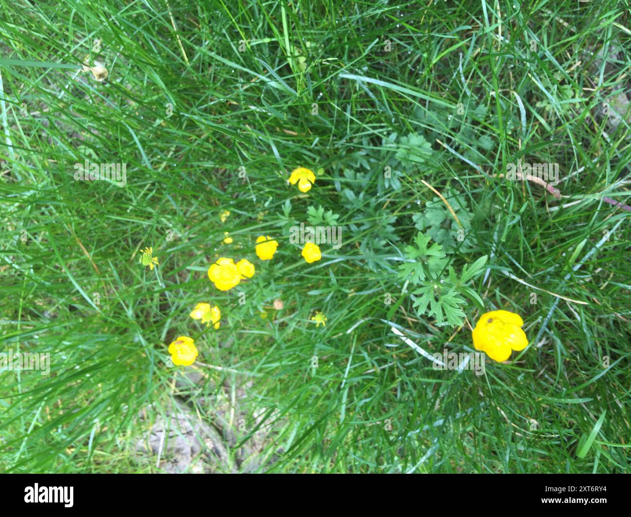 Creeping buttercup (Ranunculus repens) Plantae Stock Photo - Alamy