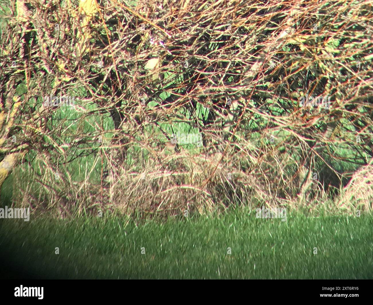 Dusky Warbler (Phylloscopus fuscatus) Aves Stock Photo - Alamy