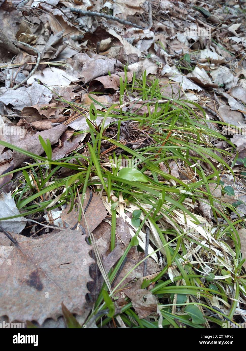 long-stalked sedge (Carex pedunculata) Plantae Stock Photo - Alamy