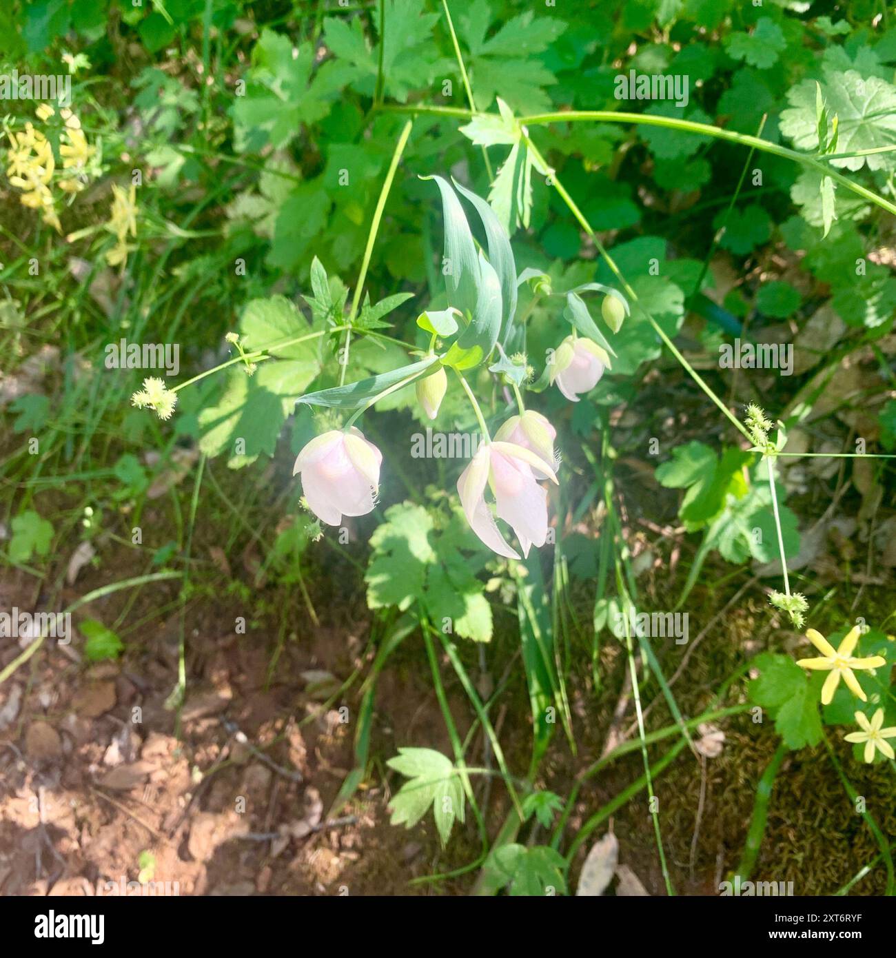 White Globe Lily (Calochortus albus) Plantae Stock Photo - Alamy
