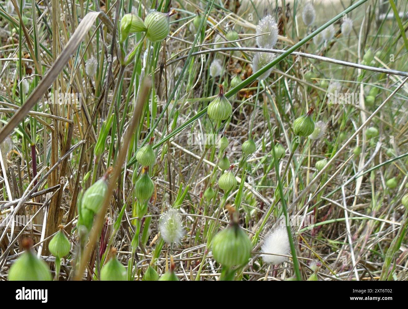 Sand Catchfly (Silene conica) Plantae Stock Photo - Alamy