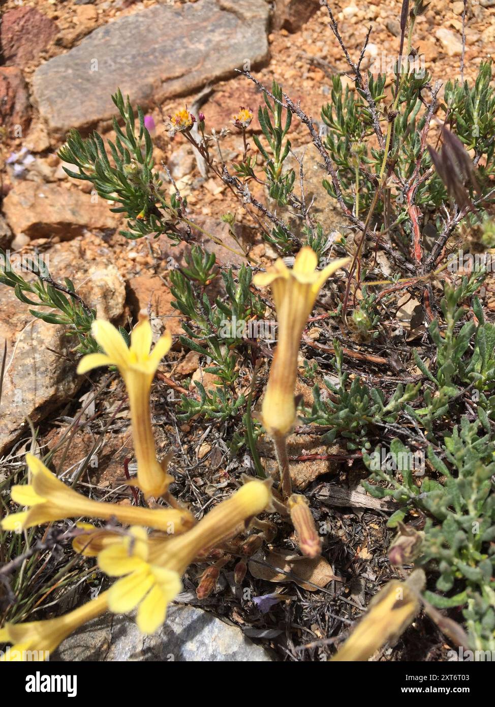 yellow clustered broomrape (Aphyllon franciscanum) Plantae Stock Photo ...