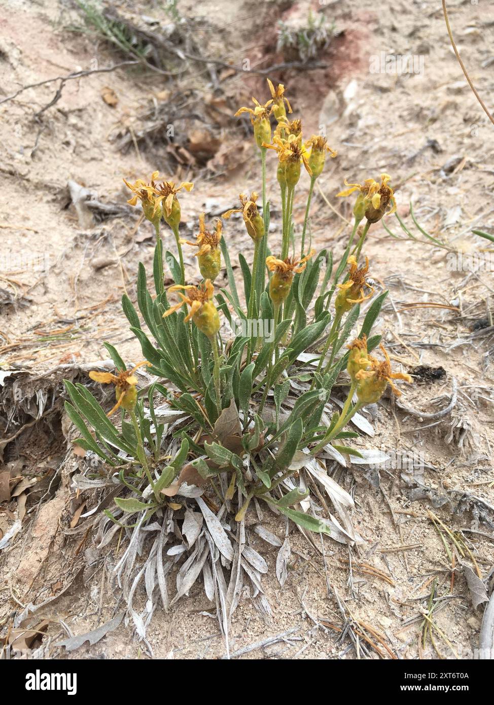 Skyline Goldenweed (Stenotus armerioides armerioides) Plantae Stock ...