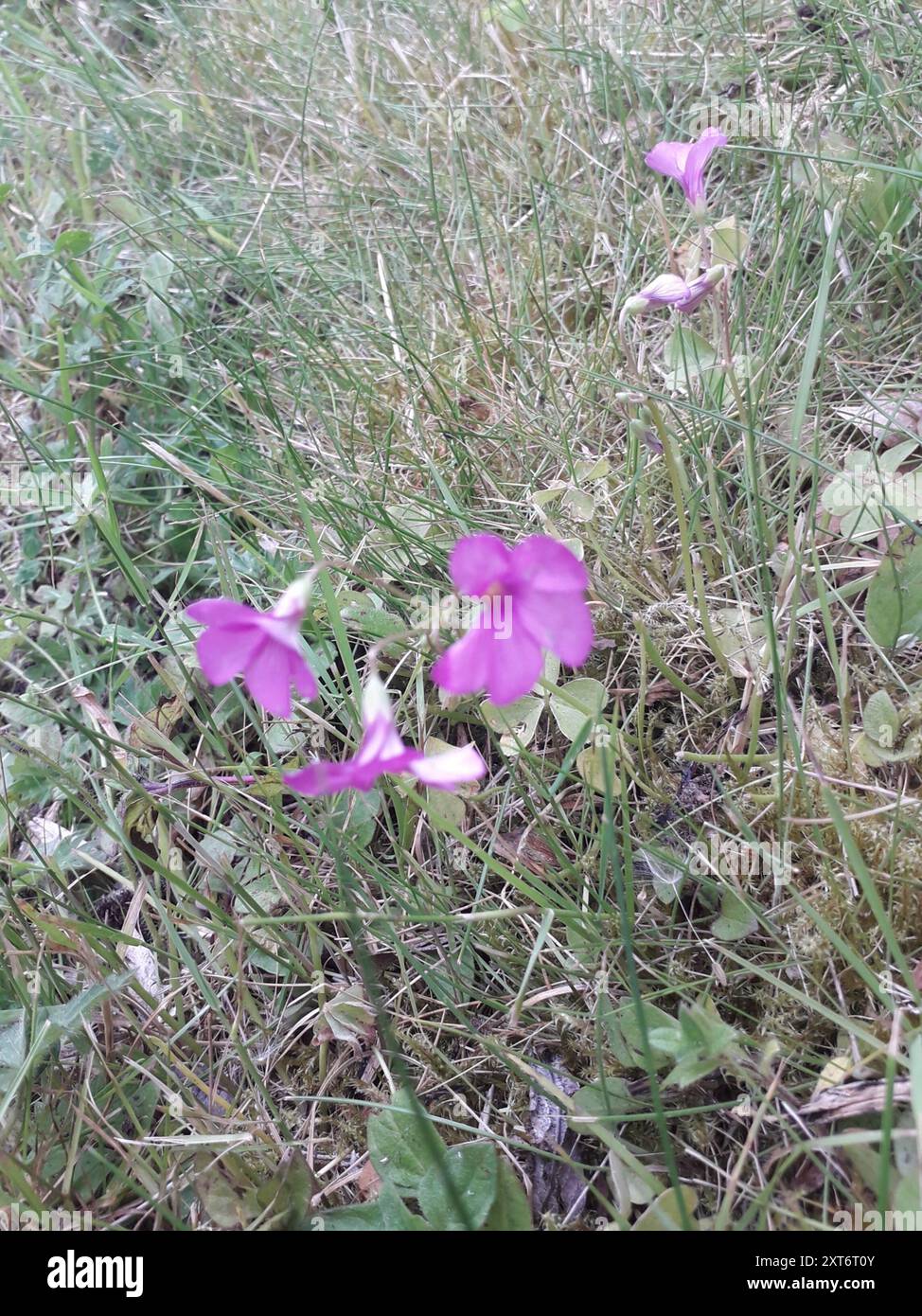 pink-sorrel (Oxalis articulata) Plantae Stock Photo - Alamy
