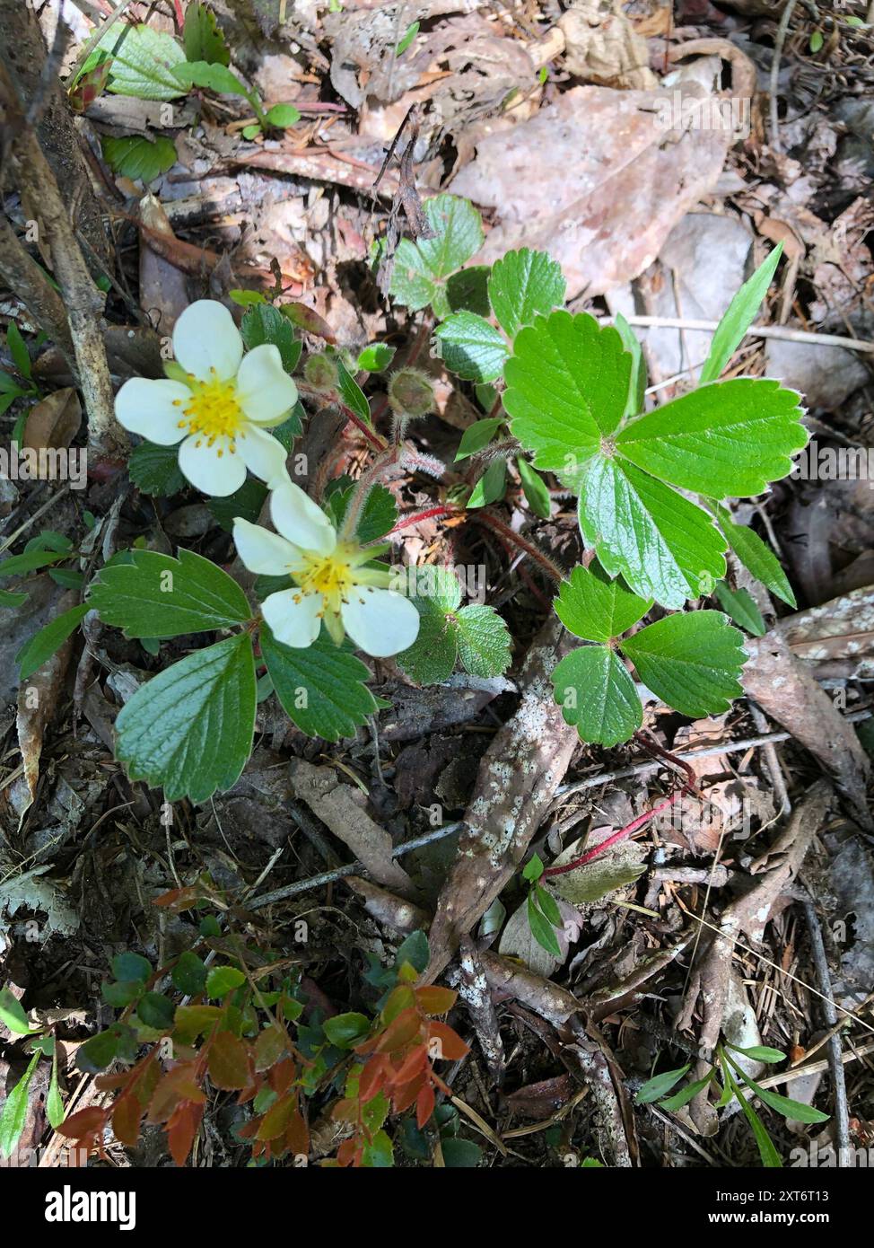 beach strawberry (Fragaria chiloensis) Plantae Stock Photo - Alamy