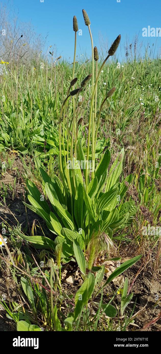 ribwort plantain (Plantago lanceolata) Plantae Stock Photo - Alamy