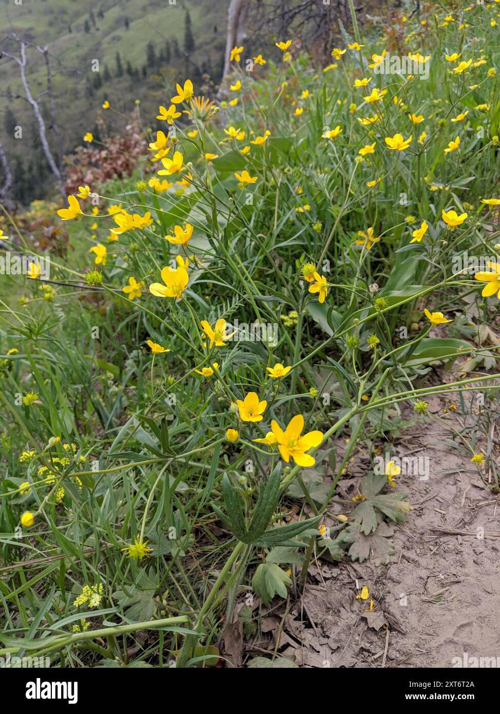 Western Buttercup (Ranunculus occidentalis) Plantae Stock Photo - Alamy