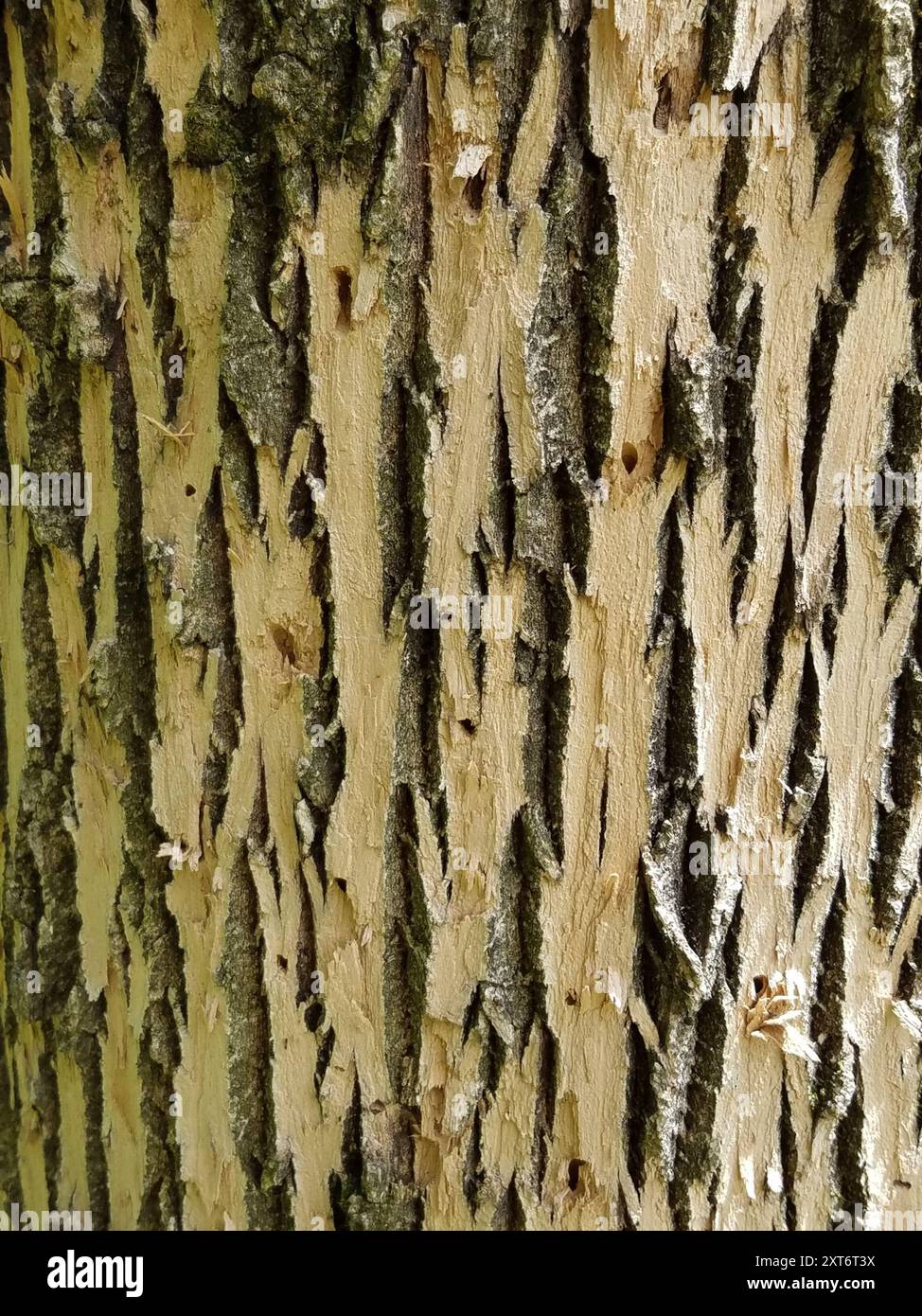Emerald Ash Borer (Agrilus planipennis) Insecta Stock Photo - Alamy