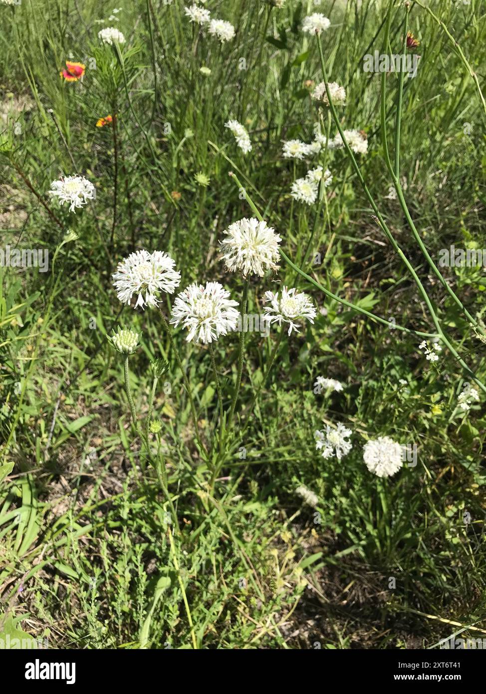 Barbara's-buttons (Marshallia caespitosa) Plantae Stock Photo - Alamy