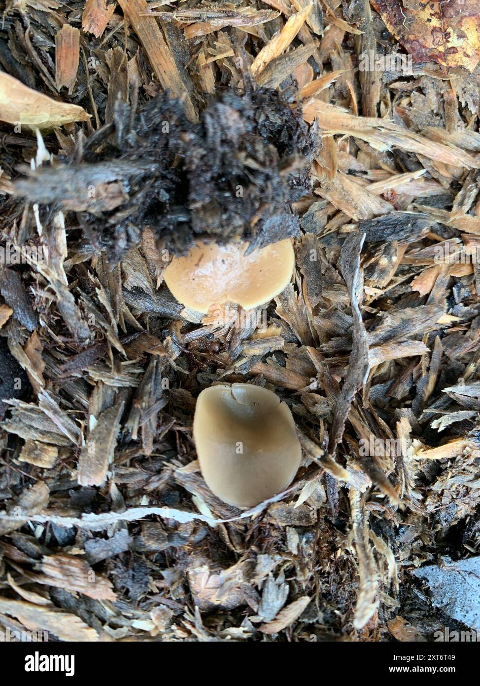 Cups (Peziza) Fungi Stock Photo - Alamy