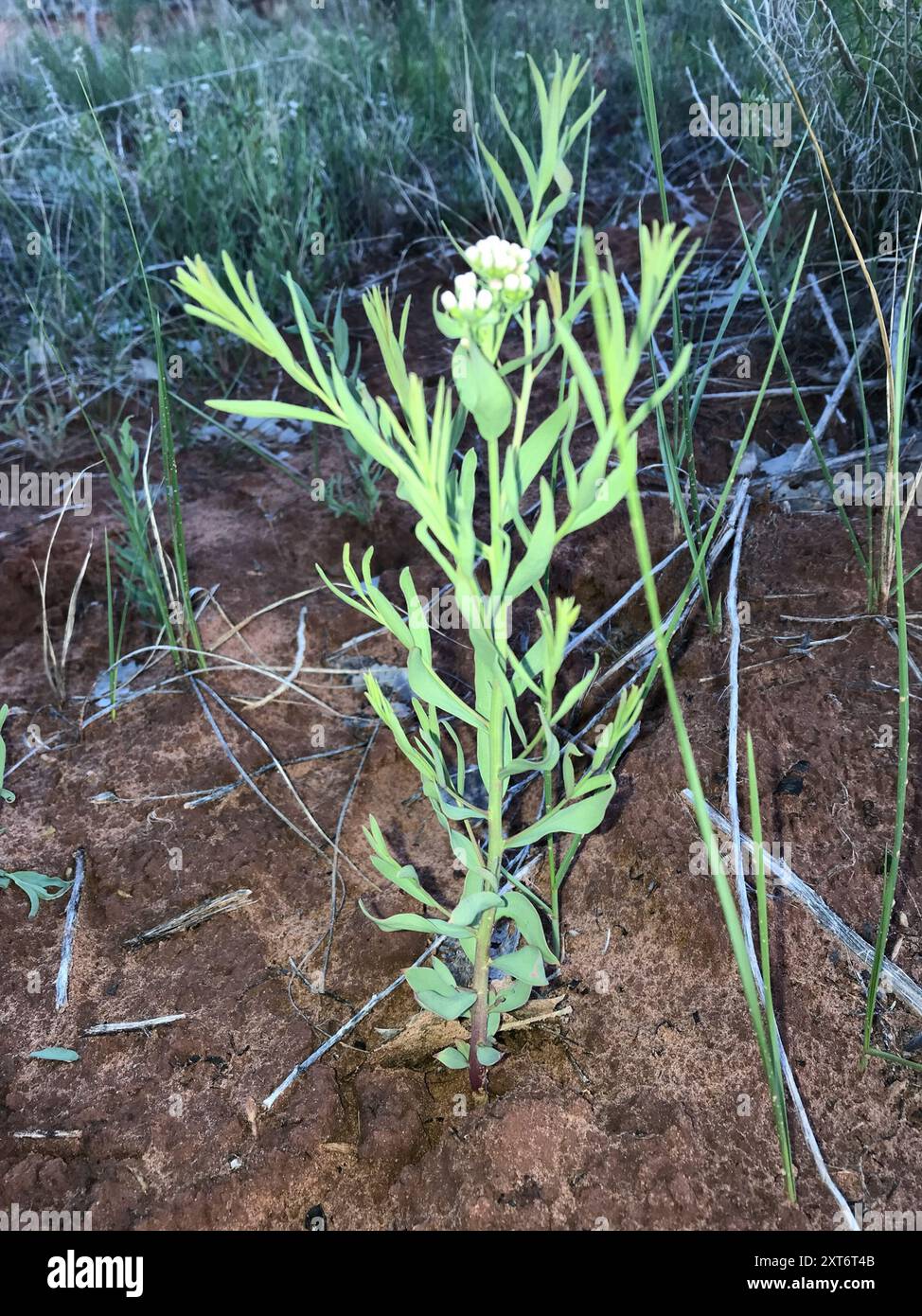 bastard toadflax (Comandra umbellata) Plantae Stock Photo - Alamy
