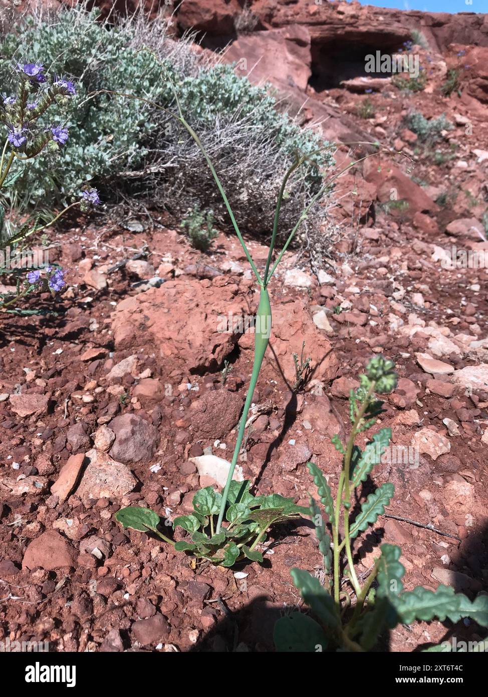 Desert Trumpet (Eriogonum inflatum) Plantae Stock Photo - Alamy