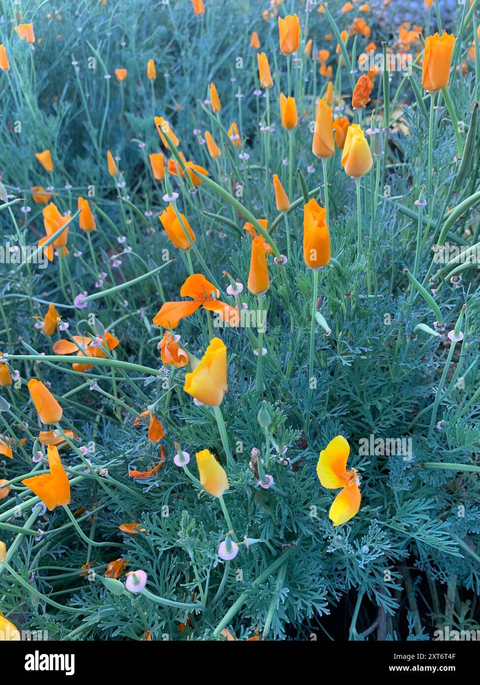 flowering plants (Angiospermae) Plantae Stock Photo - Alamy