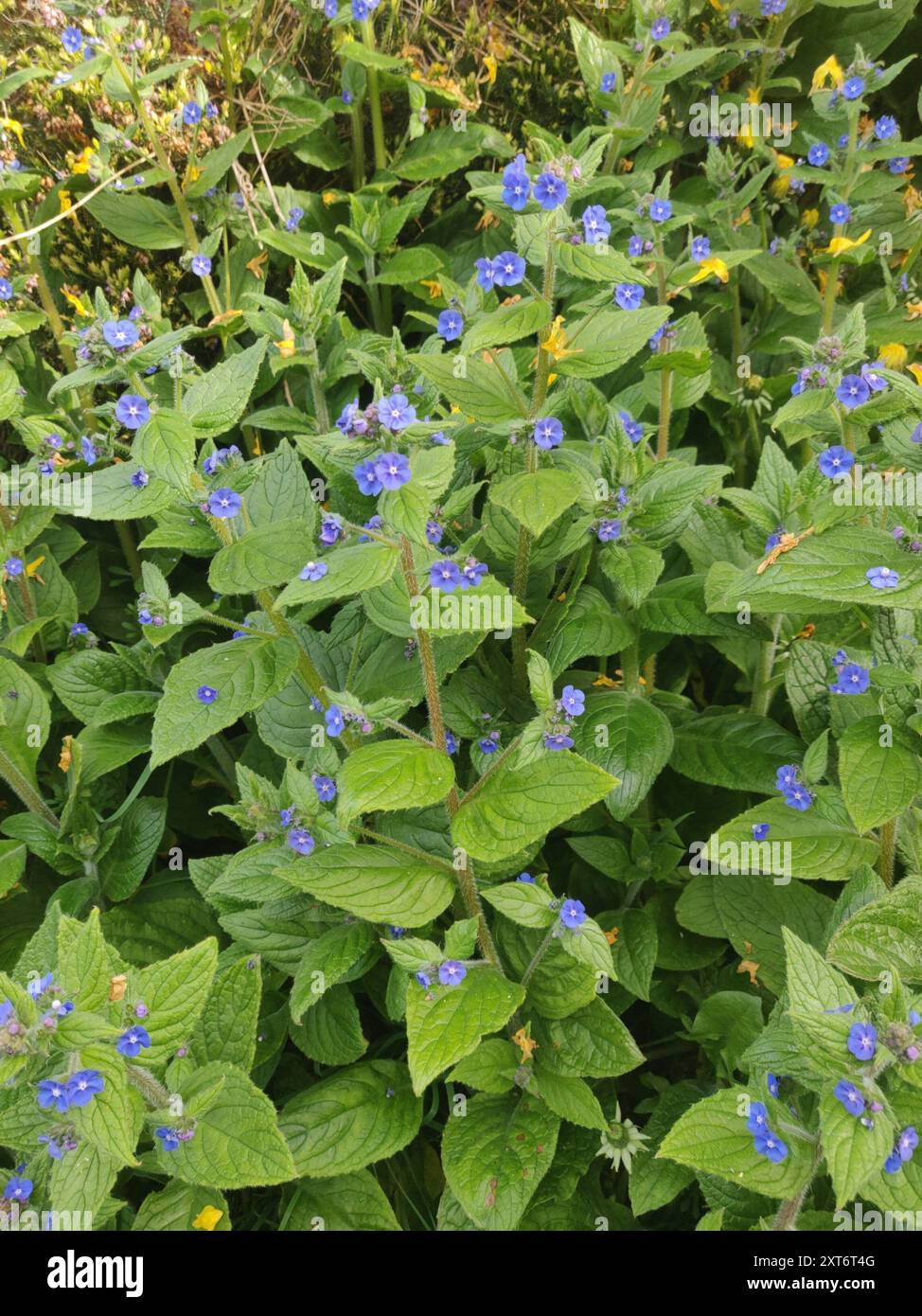 Green Alkanet (Pentaglottis sempervirens) Plantae Stock Photo - Alamy