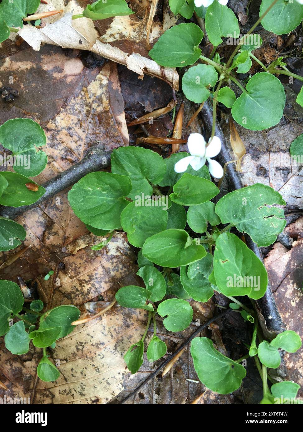 northern white violet (Viola minuscula) Plantae Stock Photo - Alamy