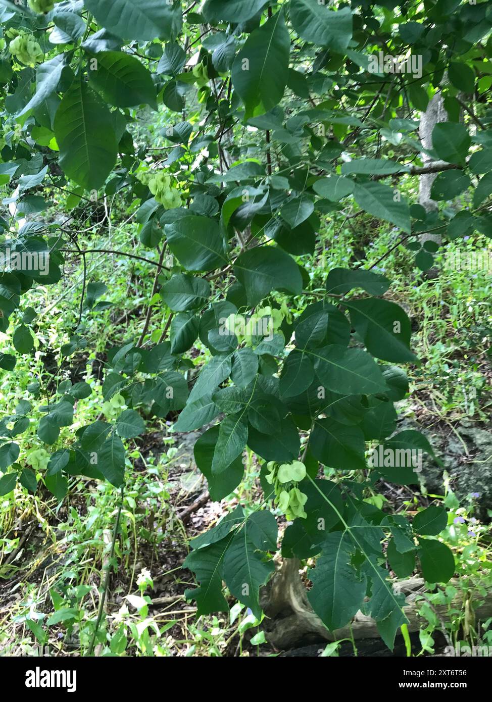 common hoptree (Ptelea trifoliata) Plantae Stock Photo - Alamy