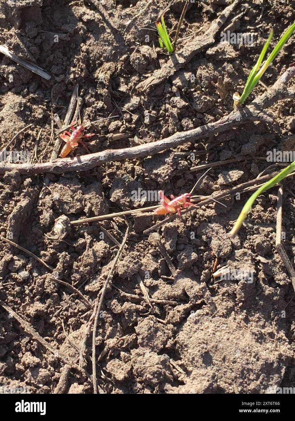 Shieldback Katydids (Tettigoniinae) Insecta Stock Photo - Alamy