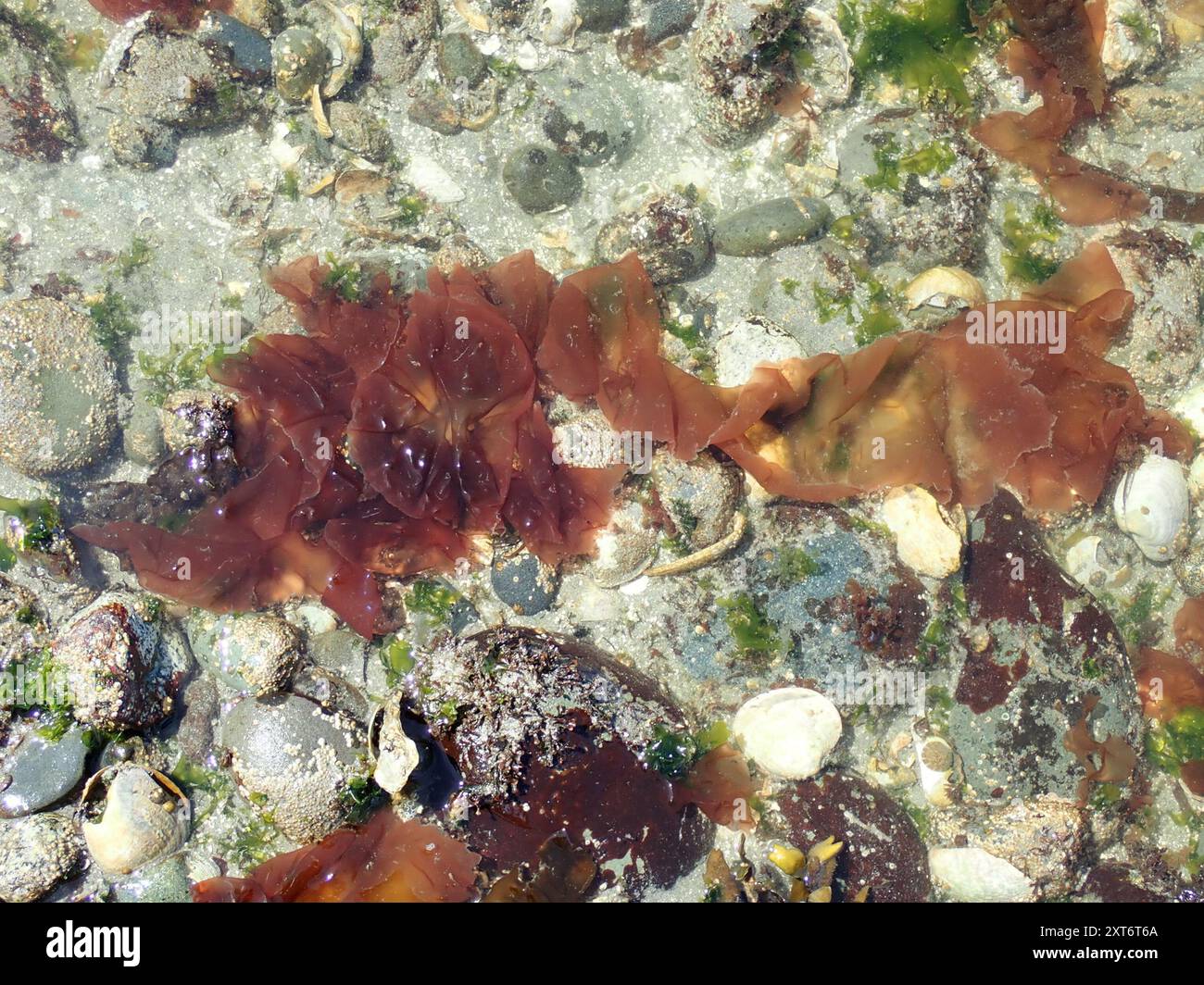 Pyropia hi-res stock photography and images - Alamy