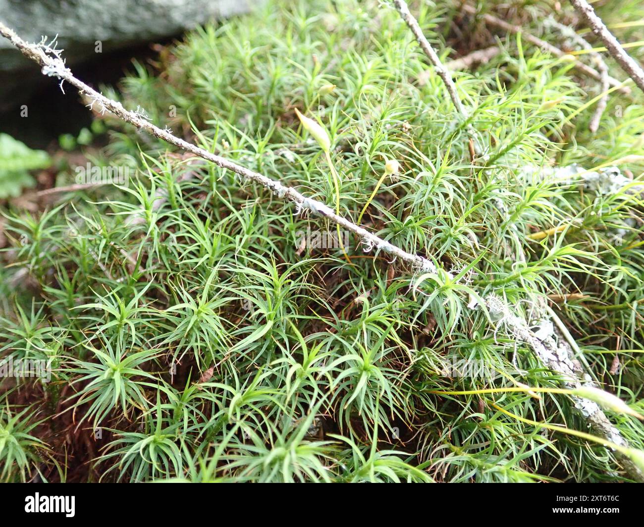 Alpine Haircap Moss (Polytrichastrum alpinum) Plantae Stock Photo - Alamy