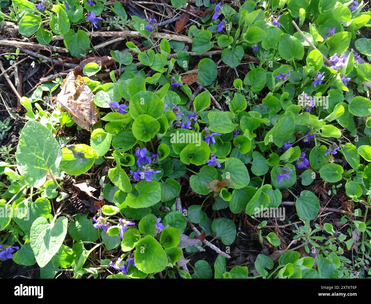 Sweet violet (Viola odorata) Plantae Stock Photo - Alamy