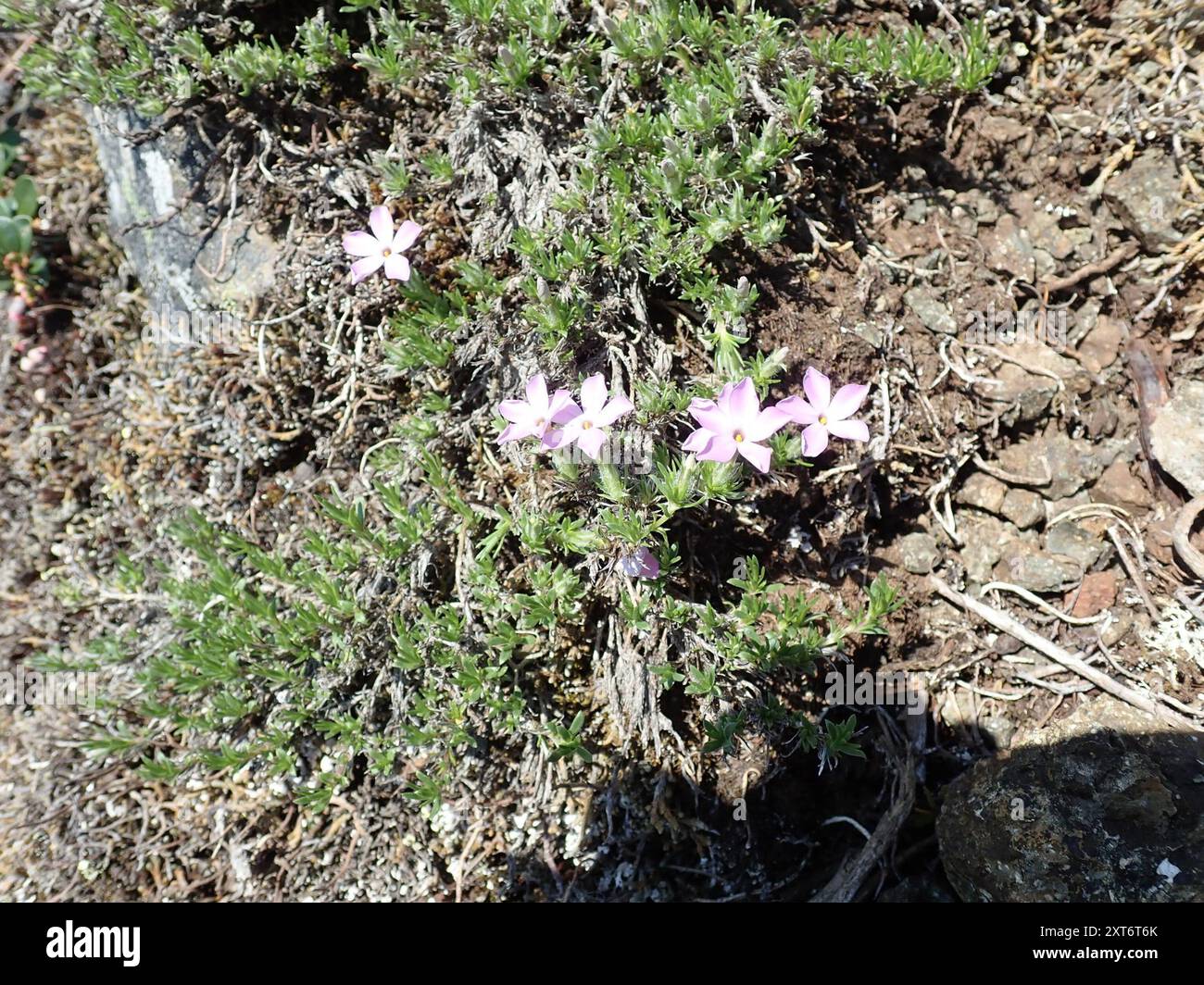 spreading phlox (Phlox diffusa) Plantae Stock Photo - Alamy