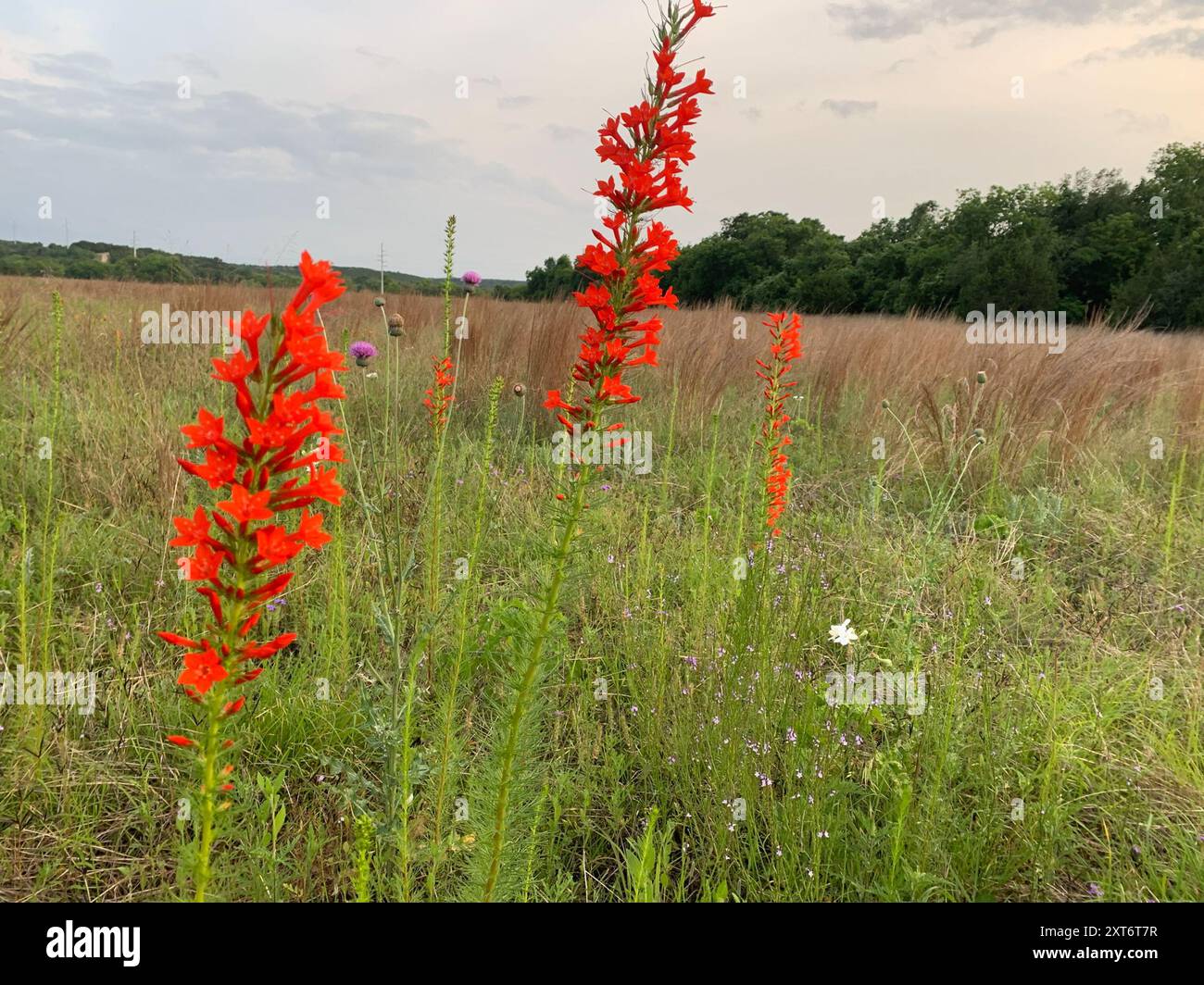 standing cypress (Ipomopsis rubra) Plantae Stock Photo - Alamy