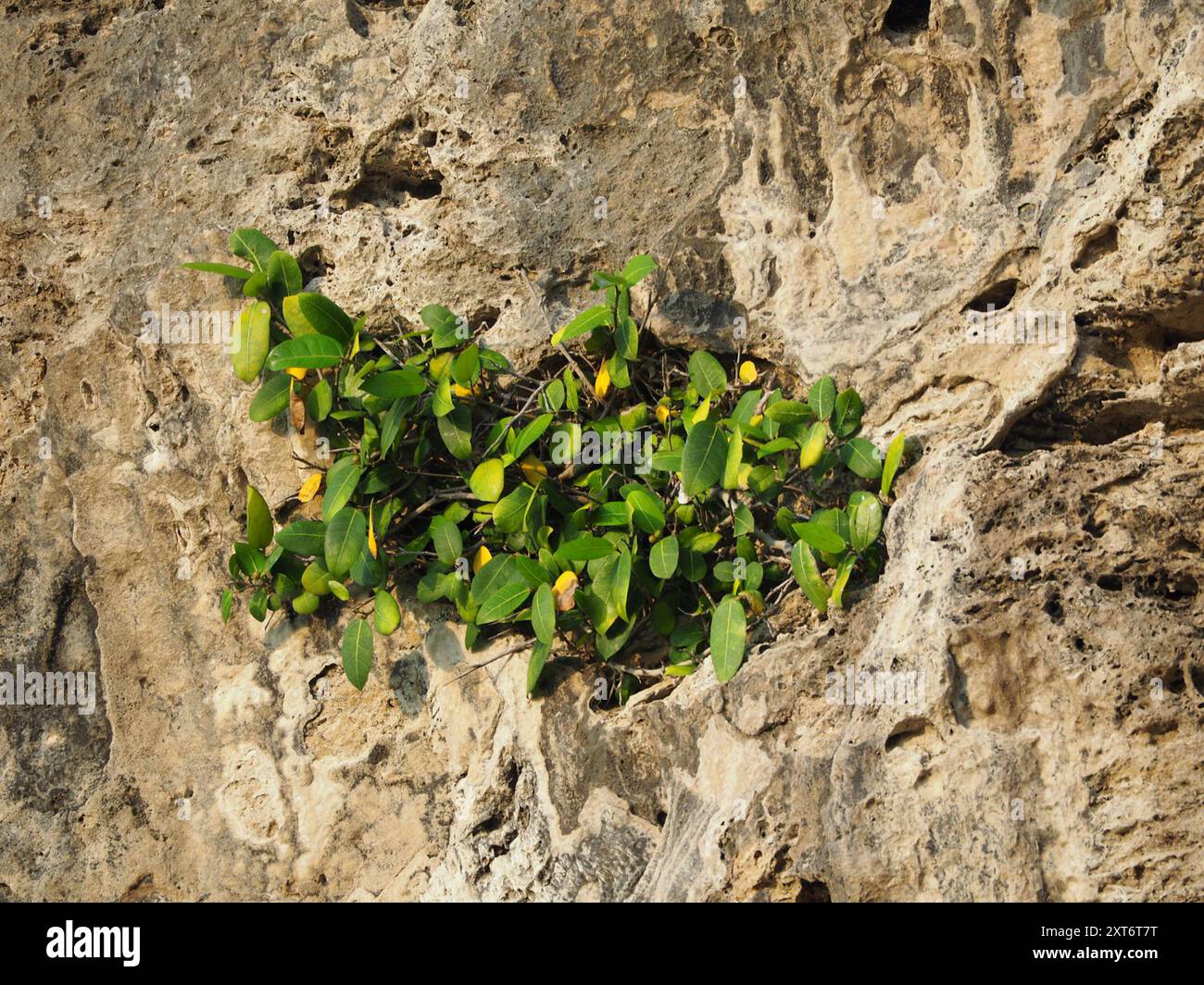 Dye fig (Ficus tinctoria) Plantae Stock Photo - Alamy