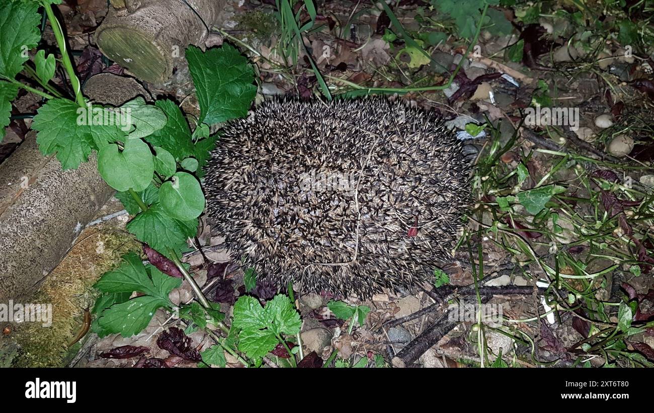 Common Hedgehog (Erinaceus europaeus) Mammalia Stock Photo - Alamy