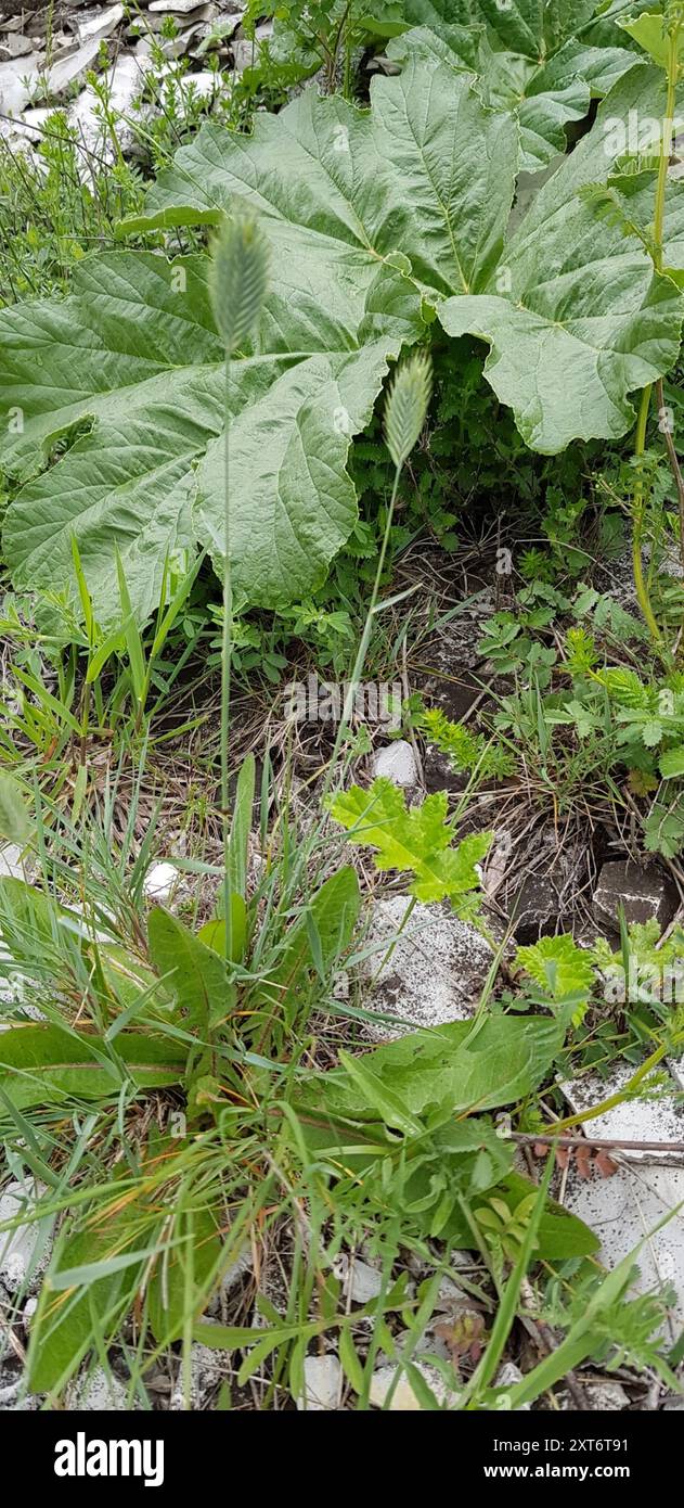 Crested Wheatgrass (Agropyron cristatum) Plantae Stock Photo - Alamy