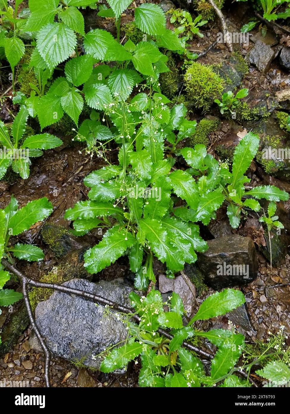 Lettuceleaf Saxifrage (Micranthes micranthidifolia) Plantae Stock Photo ...
