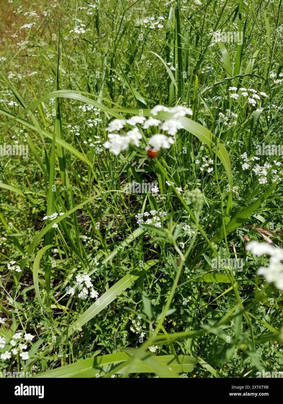 common hedge parsley (Torilis arvensis) Plantae Stock Photo - Alamy