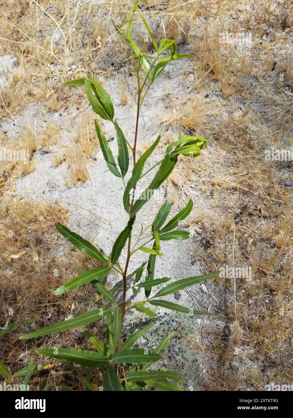 african sumac (Searsia lancea) Plantae Stock Photo - Alamy