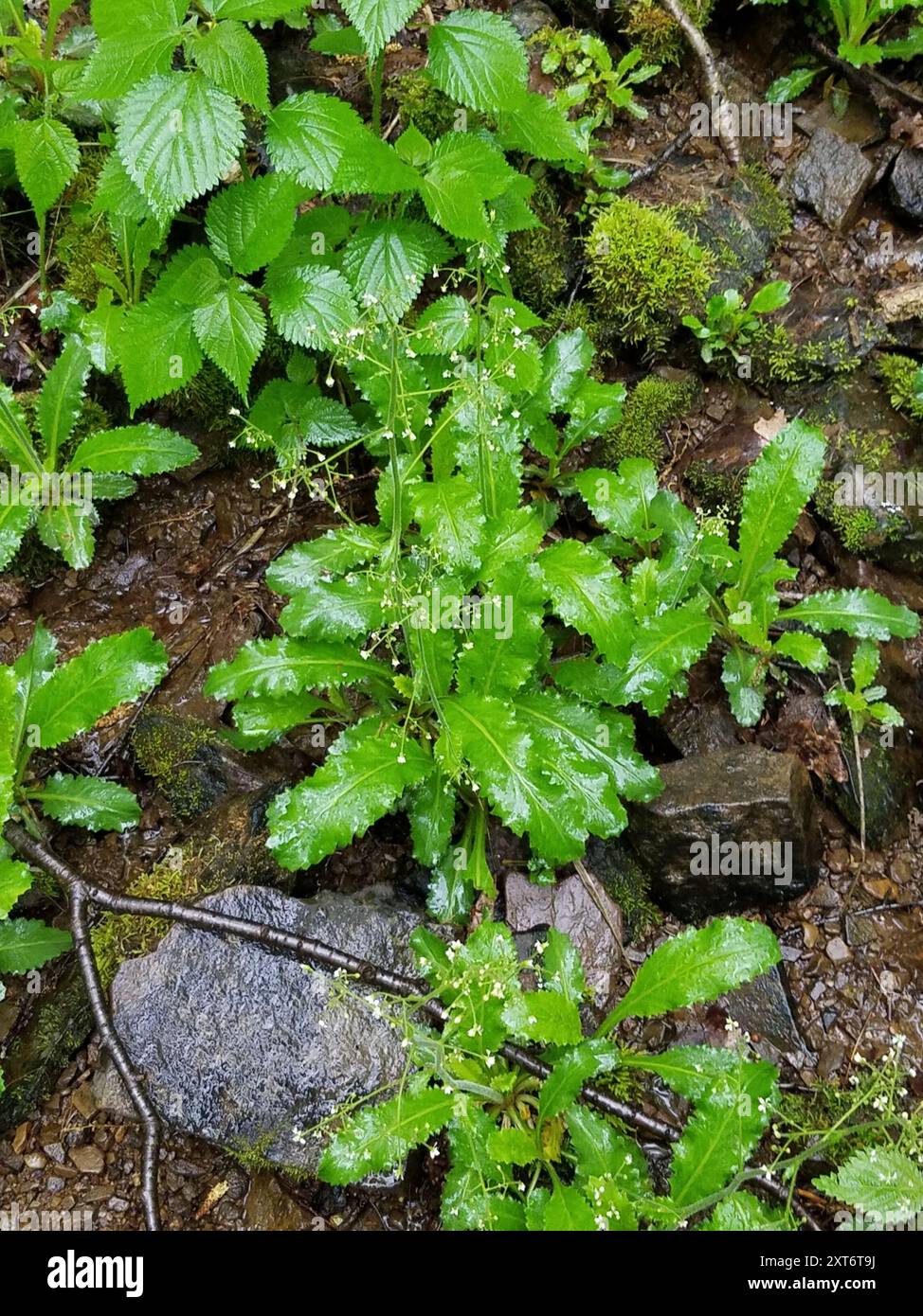 wood nettle (Laportea canadensis) Plantae Stock Photo - Alamy