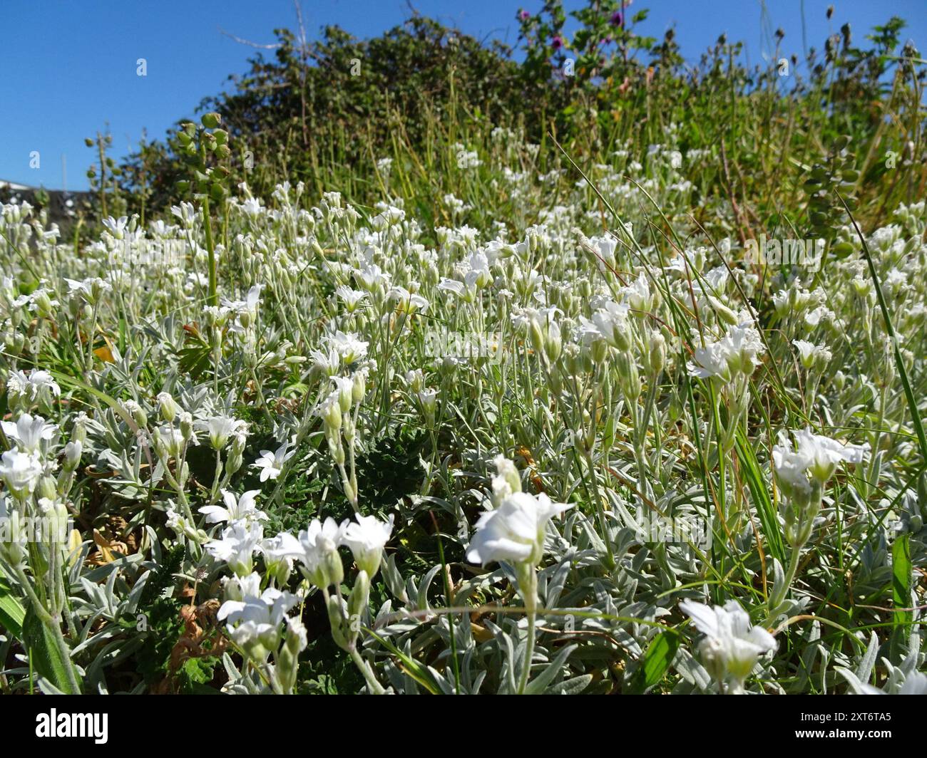 Snow-in-summer (Cerastium tomentosum) Plantae Stock Photo - Alamy