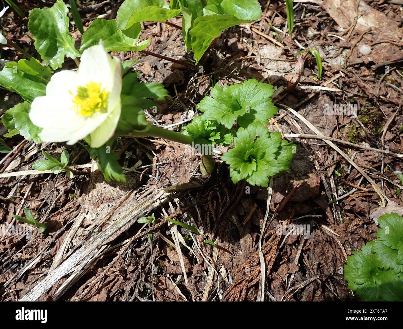 American Globeflower (Trollius laxus) Plantae Stock Photo - Alamy